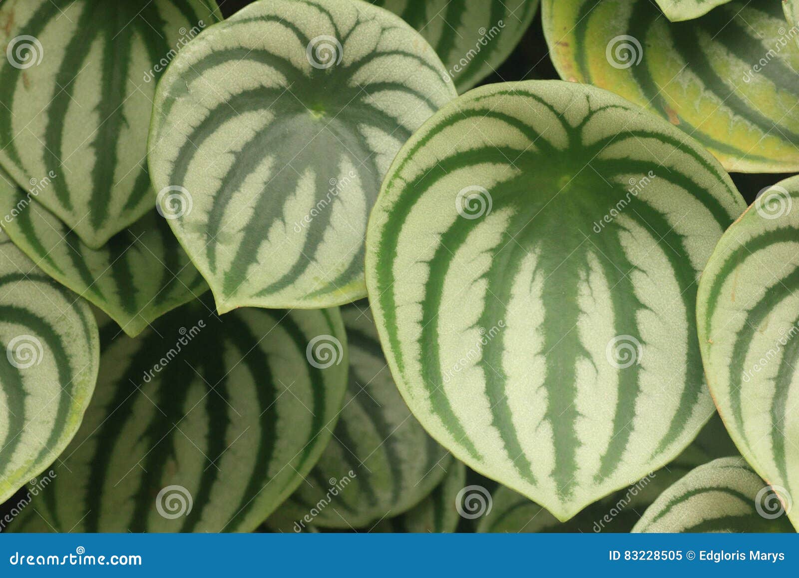 Rounded leaves stock image. Image of gift, botanical - 83228505