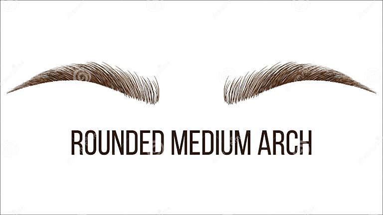 Rounded Medium Arch Vector Hand Drawn Brows Shape Stock Vector ...