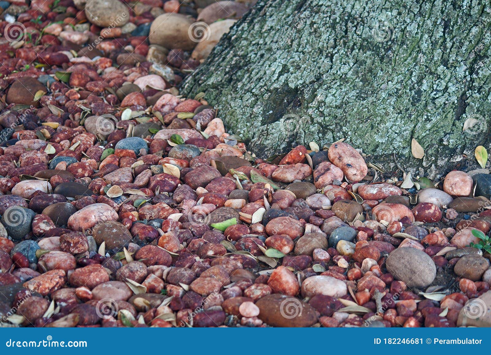 ROUNDED PEBBLES at the BASE of a LARGE TREE Stock Image - Image of grey ...