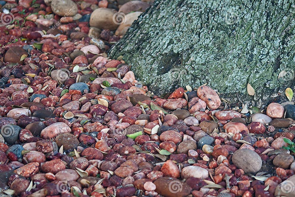 ROUNDED PEBBLES at the BASE of a LARGE TREE Stock Image - Image of grey ...