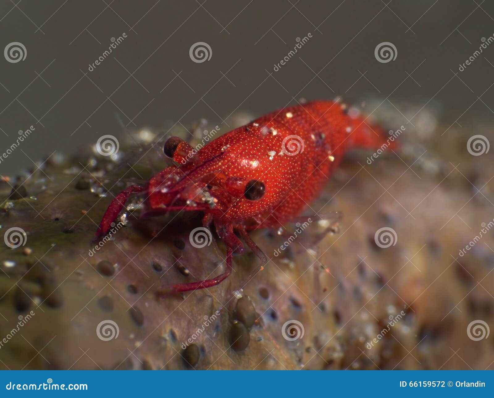 Rounded sea star shrimp stock photo. Image of arthropoda - 66159572