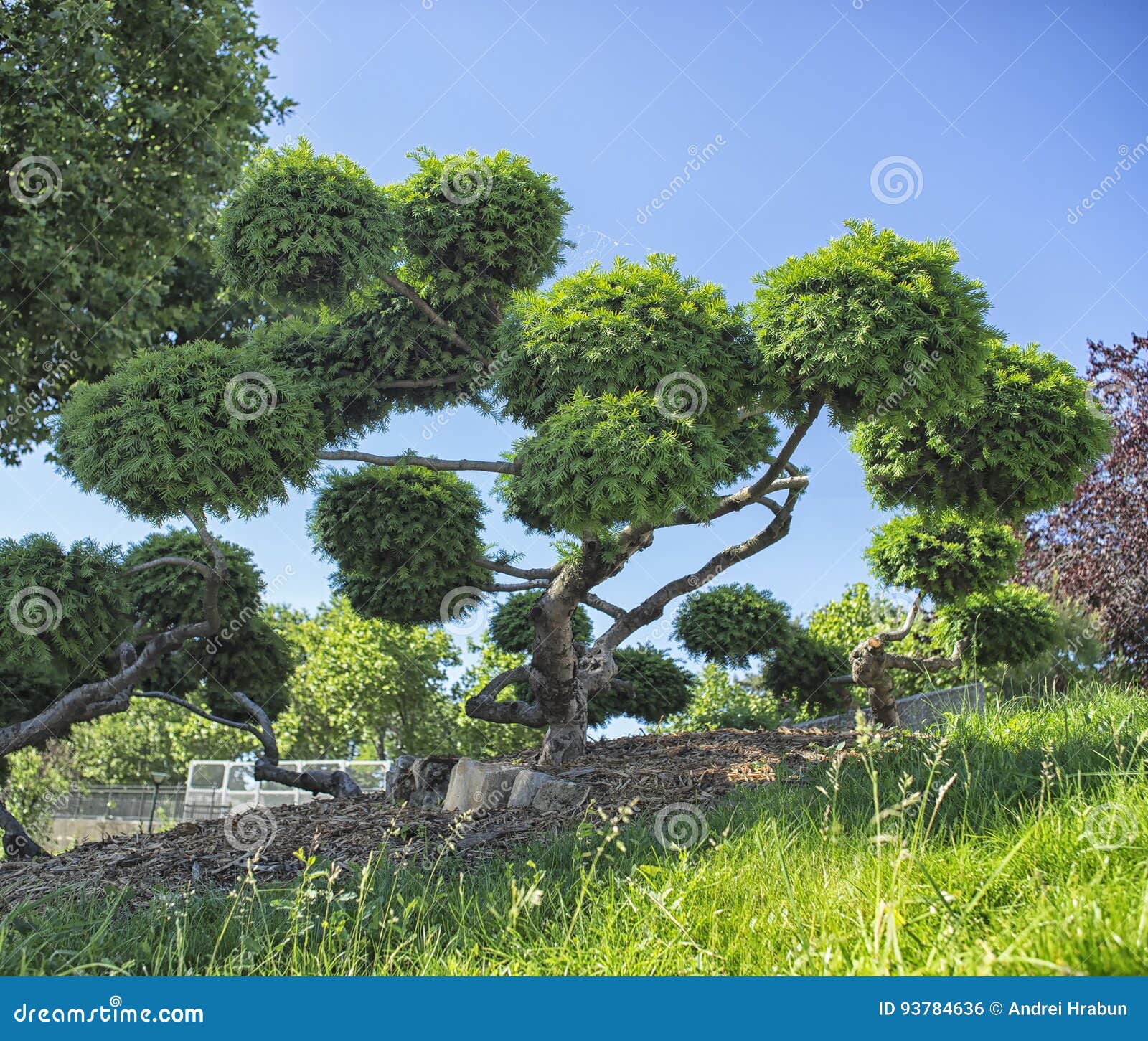 Rounded Shape Trees in the Park with Blue Sky Stock Photo - Image of ...