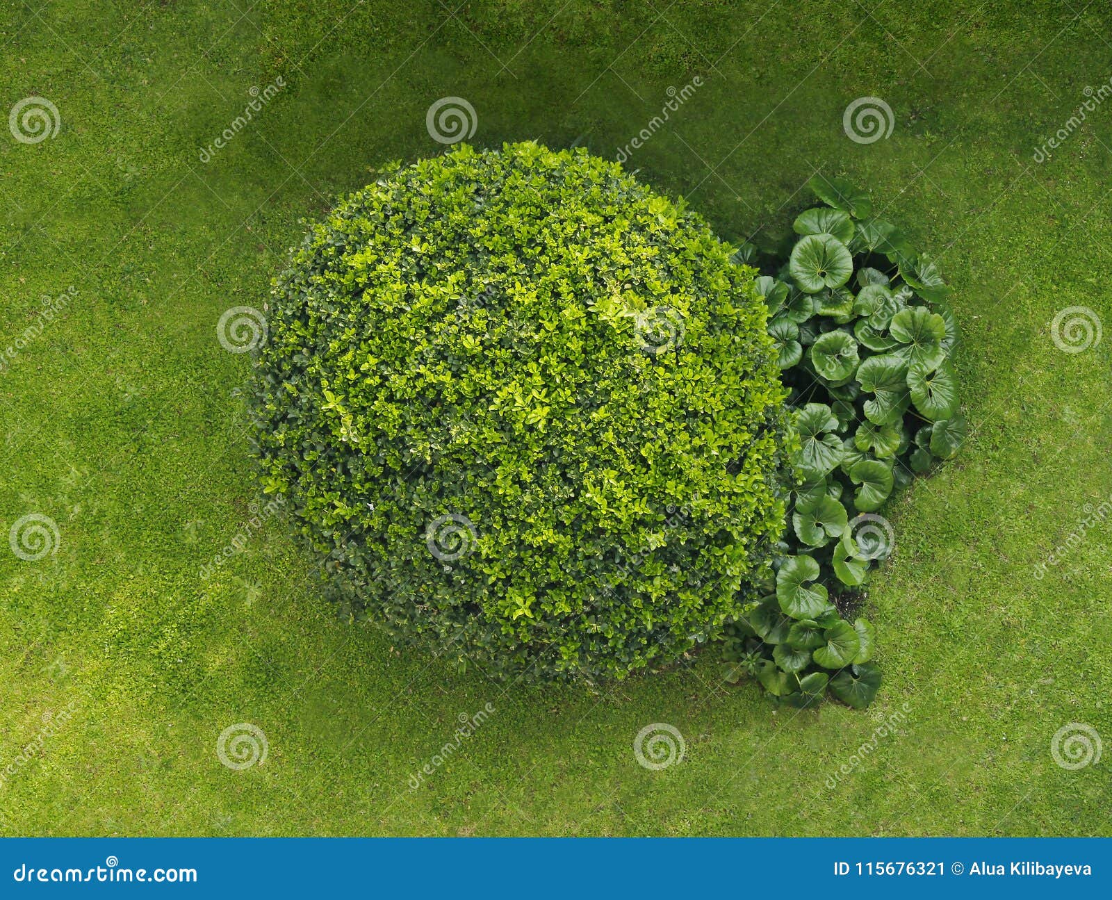 Rounded shrub stock image. Image of forest, fresh, hedge - 115676321