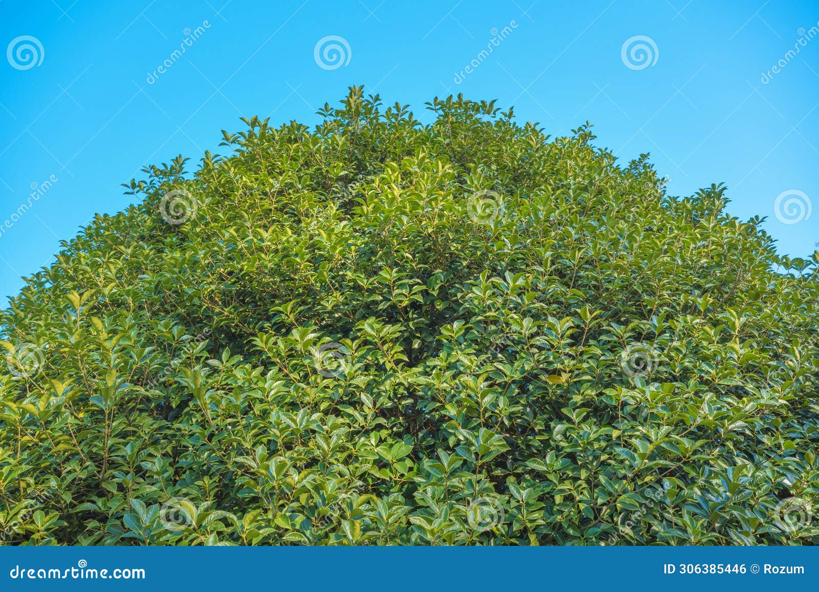 Rounded Shrub with Small Leaves and Clear Sky Stock Photo - Image of ...