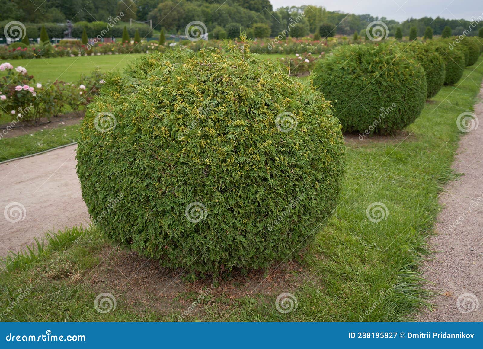 Rounded Shrubs of Thuja in Garden Landscaping Stock Image - Image of ...