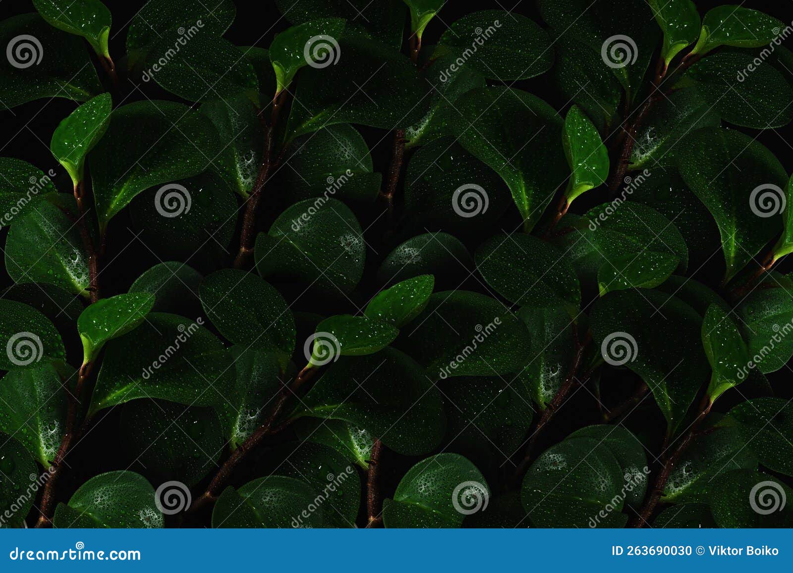 Rounded Smooth Green Leaves Forming a Pattern Stock Photo - Image of ...