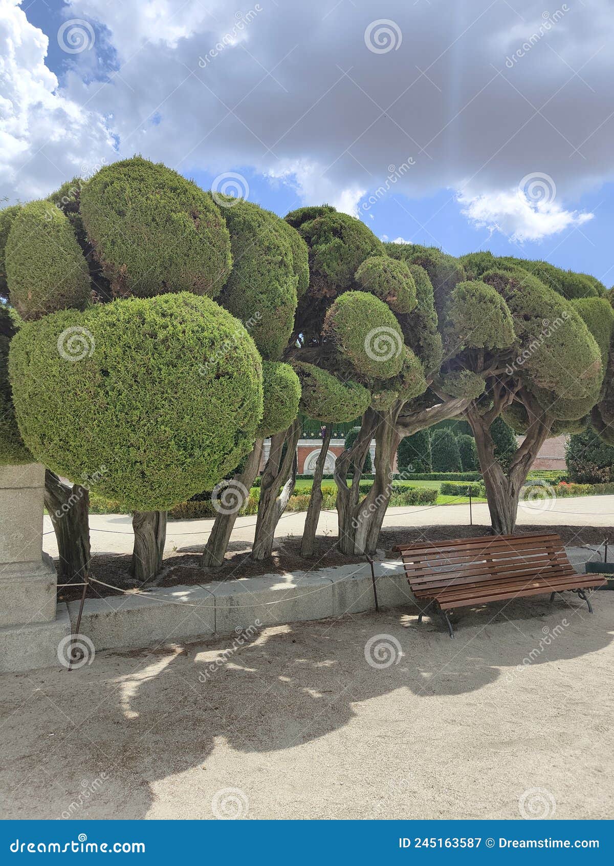 Rounded trees in the park stock image. Image of rounded - 245163587