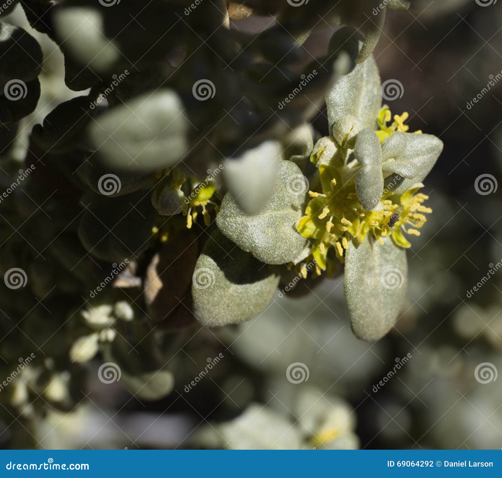 Roundleaf Buffaloberry stock photo. Image of national - 69064292