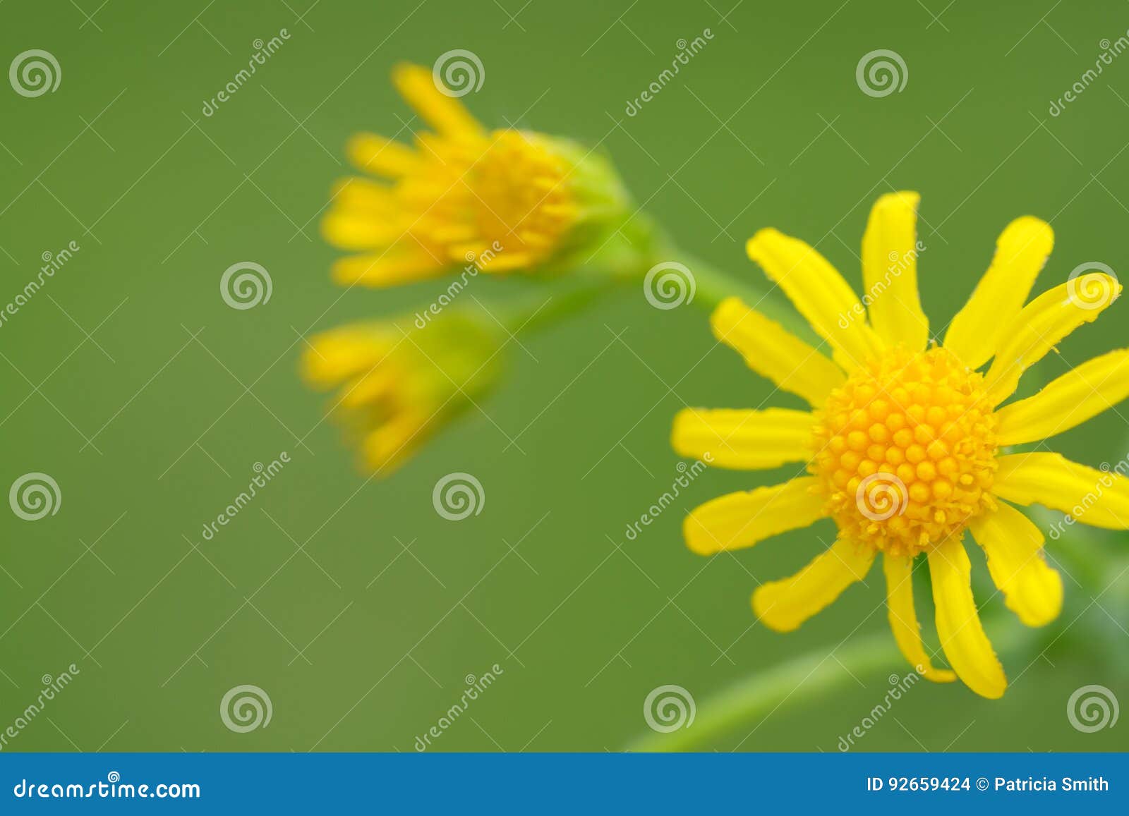 Roundleaf groundsel stock photo. Image of groundsel, weeds - 92659424