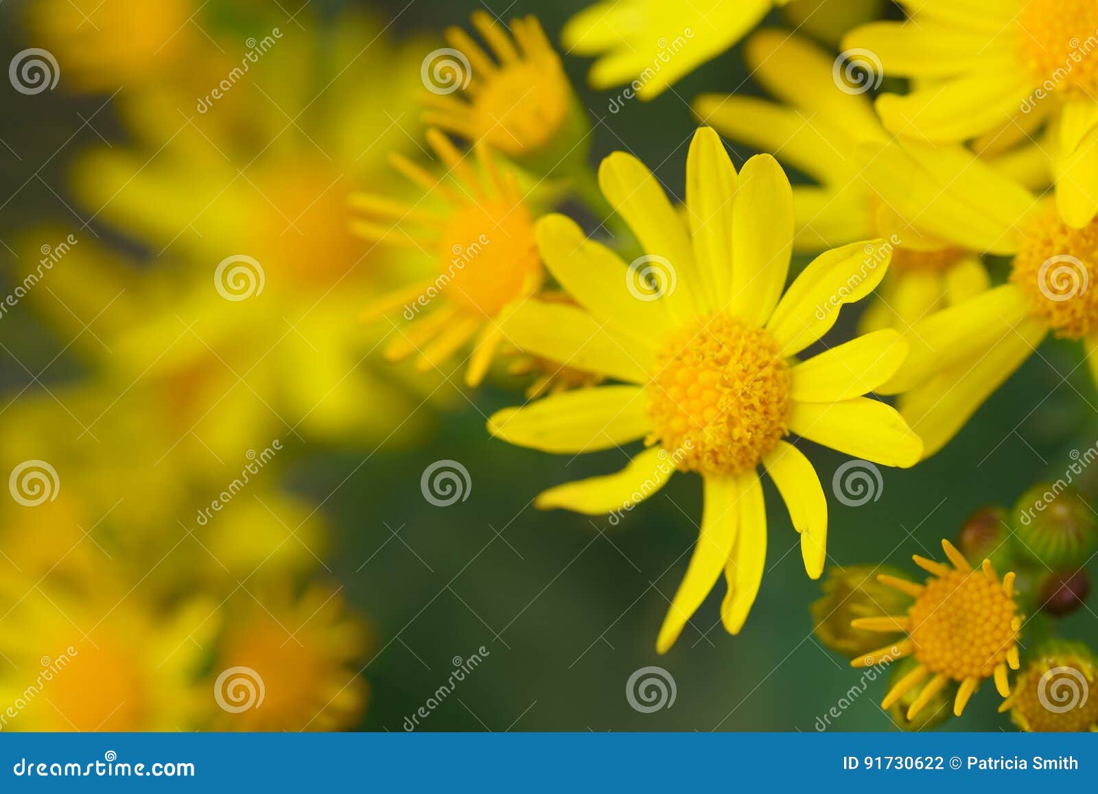 Roundleaf groundsel stock photo. Image of summer, springtime - 91730622