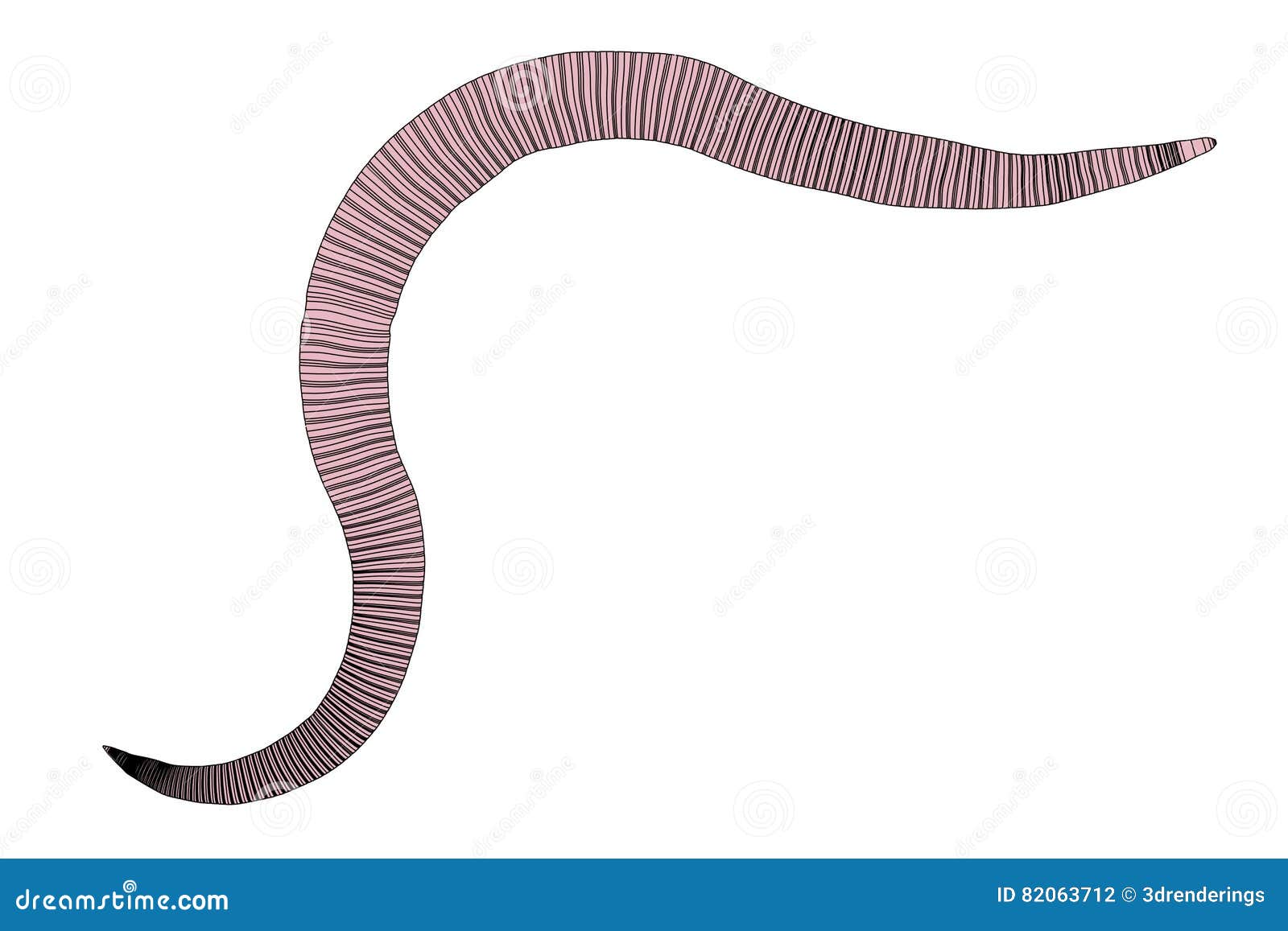 Roundworm Drawing