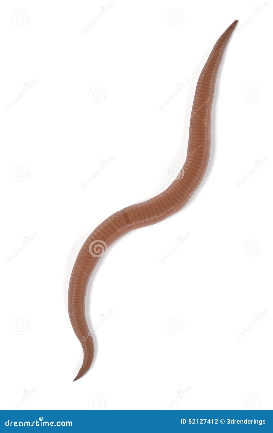 Roundworm Stock Illustration | CartoonDealer.com #81899518