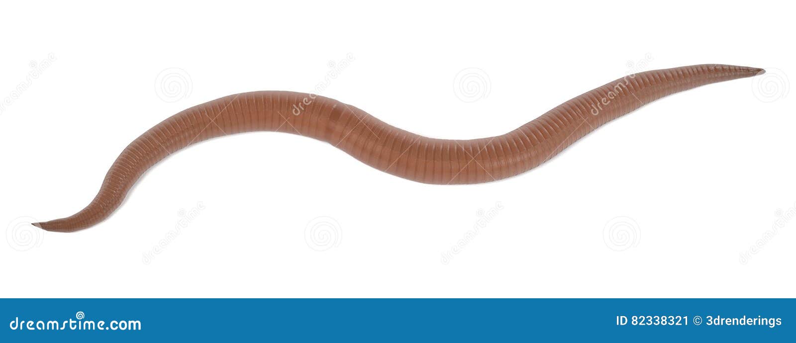 Roundworm stock illustration. Illustration of parasite - 82338321