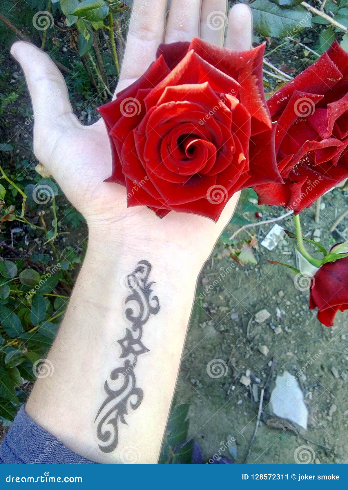 Rouse stock image. Image of redrouse, beautiful, life - 128572311