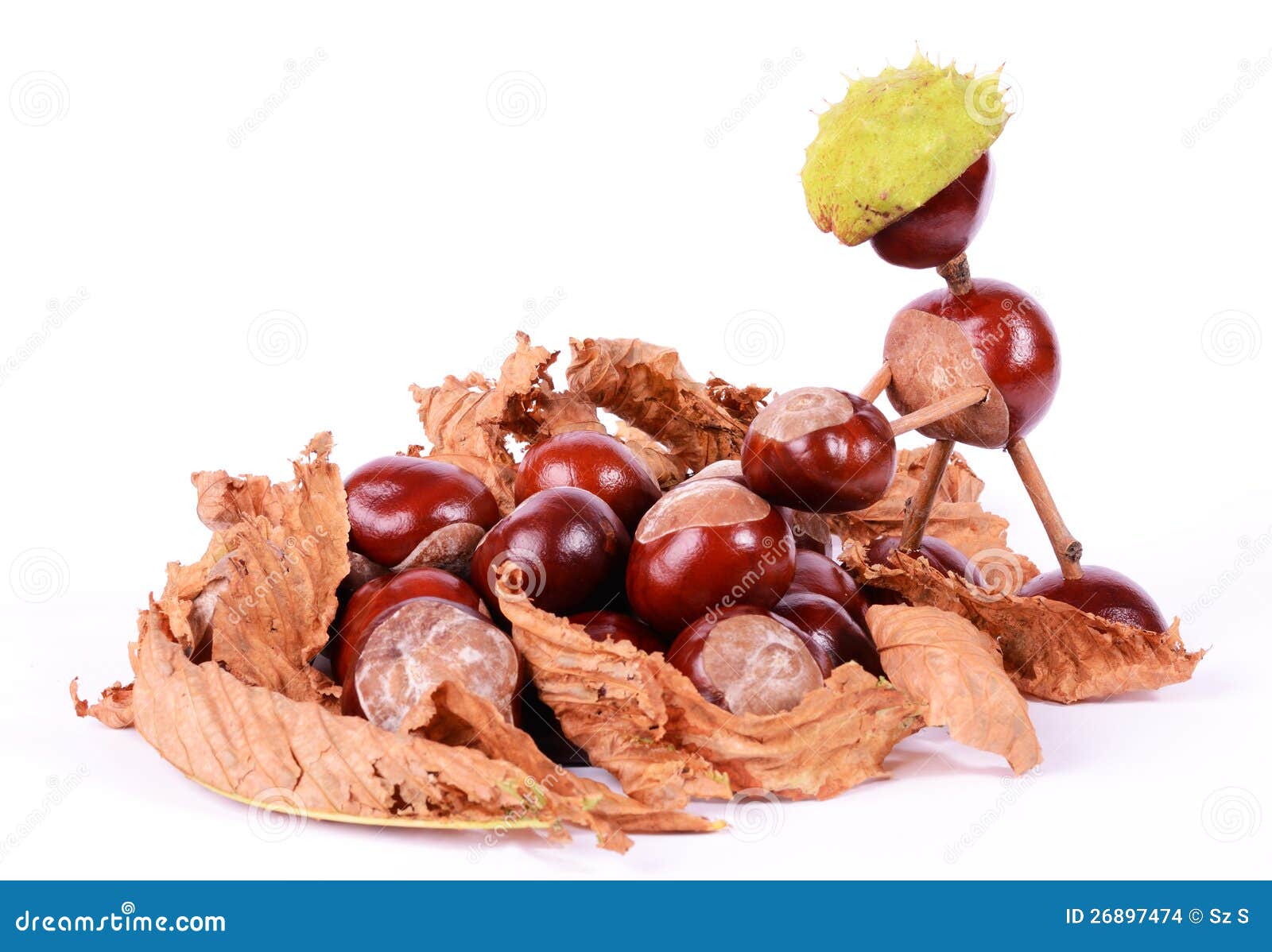 Roustabout stock photo. Image of roustabout, shell, chestnut - 26897474