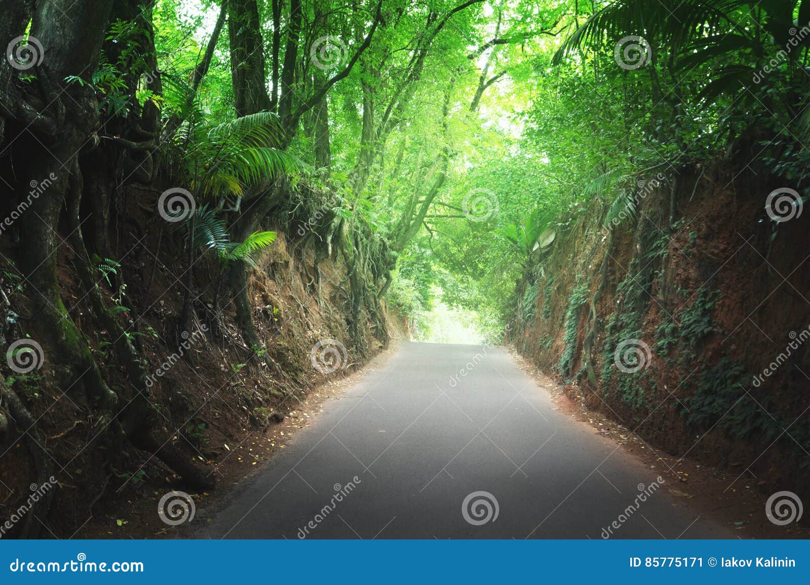 Route dans la jungle image stock. Image du jungle, lecteur - 85775171