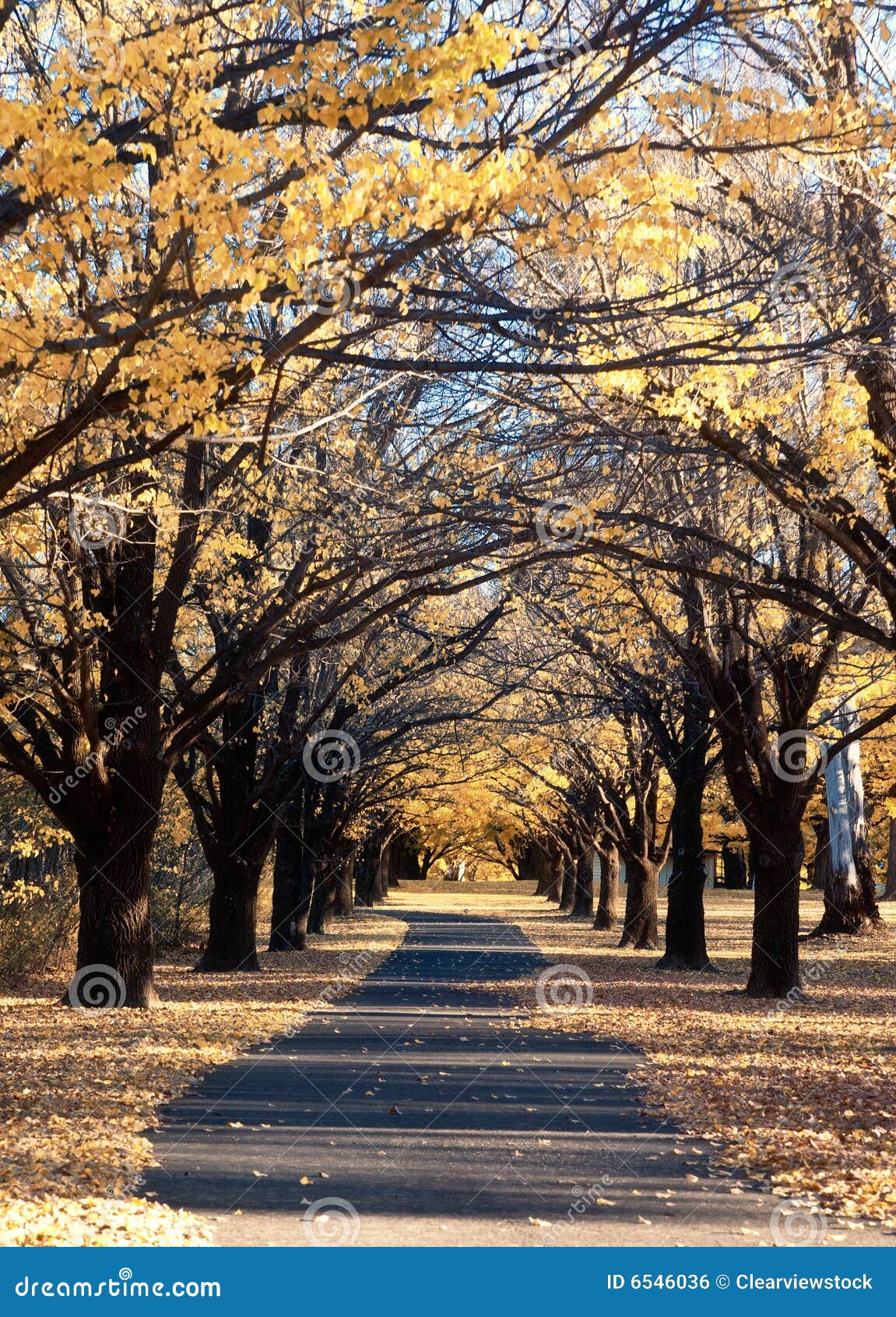 Route De Campagne D'automne Photo stock - Image du pays, coloré: 6546036