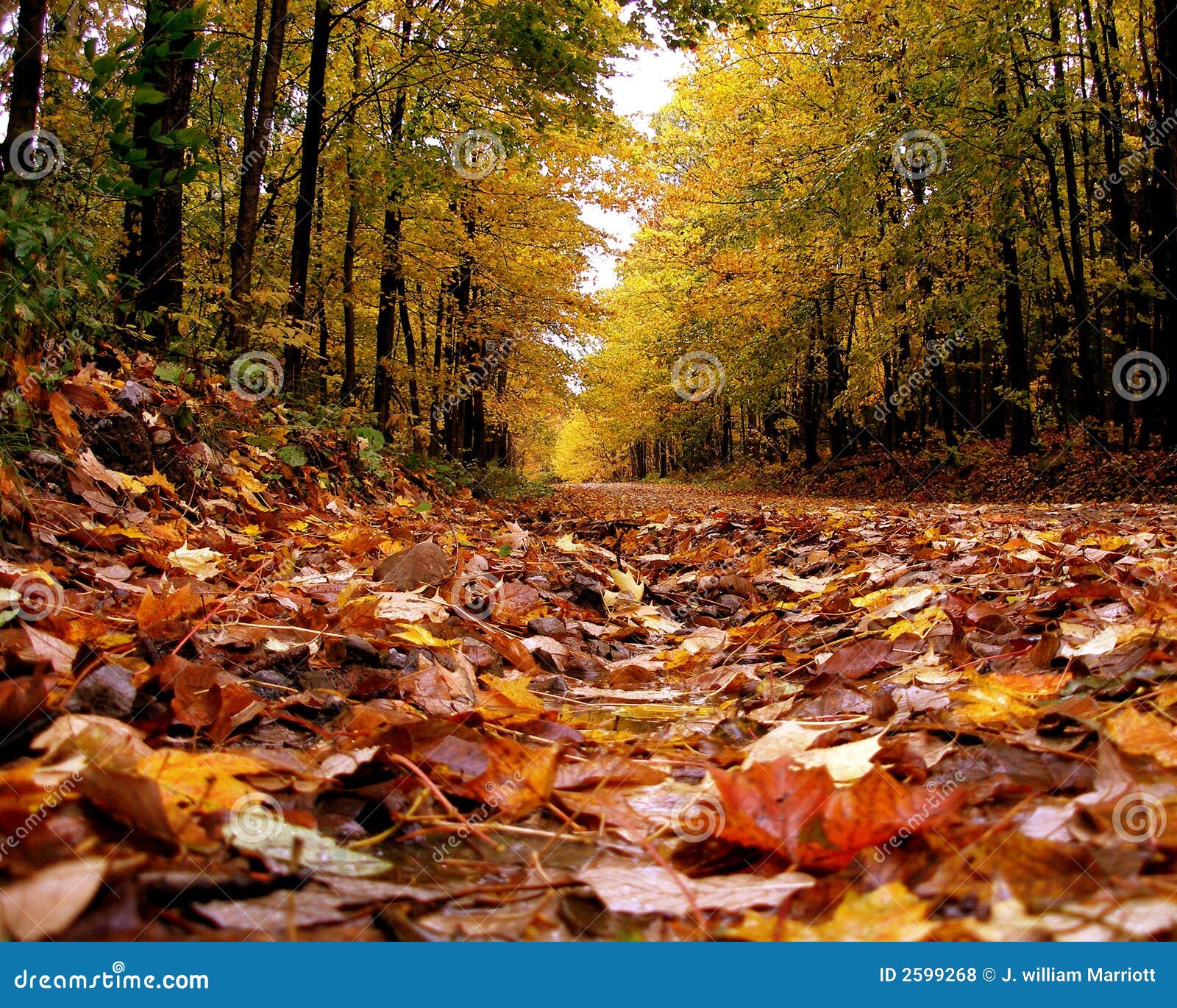 Route De Campagne Dans L'automne Photo stock - Image du forêt, pays ...