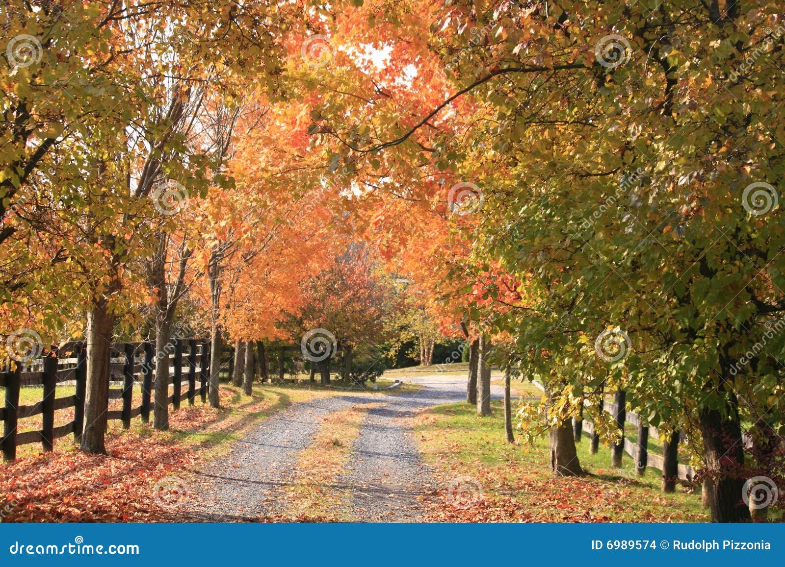 Route De Campagne En Automne Photo stock - Image du pays, bois: 6989574