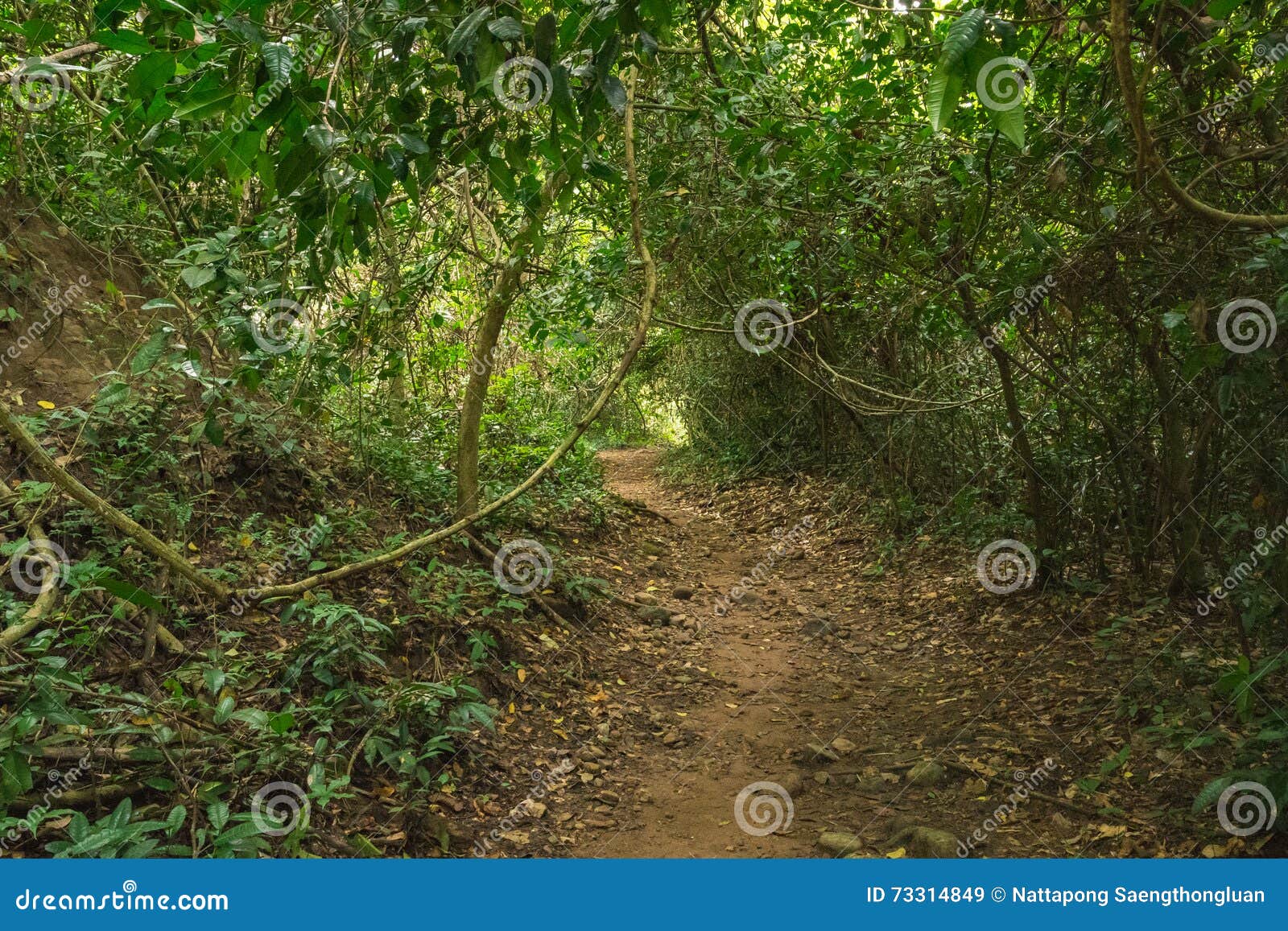 Route into the Deep Forest for Trekking. Stock Image - Image of ...