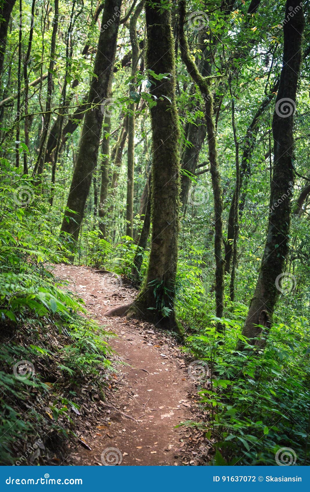 Inside In Rainforest Jungle With Tropical Plants And Sun Light Stock ...