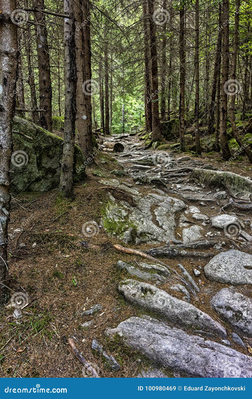 Route Rocheuse De Passage Couvert Image stock - Image du humeur, herbe ...