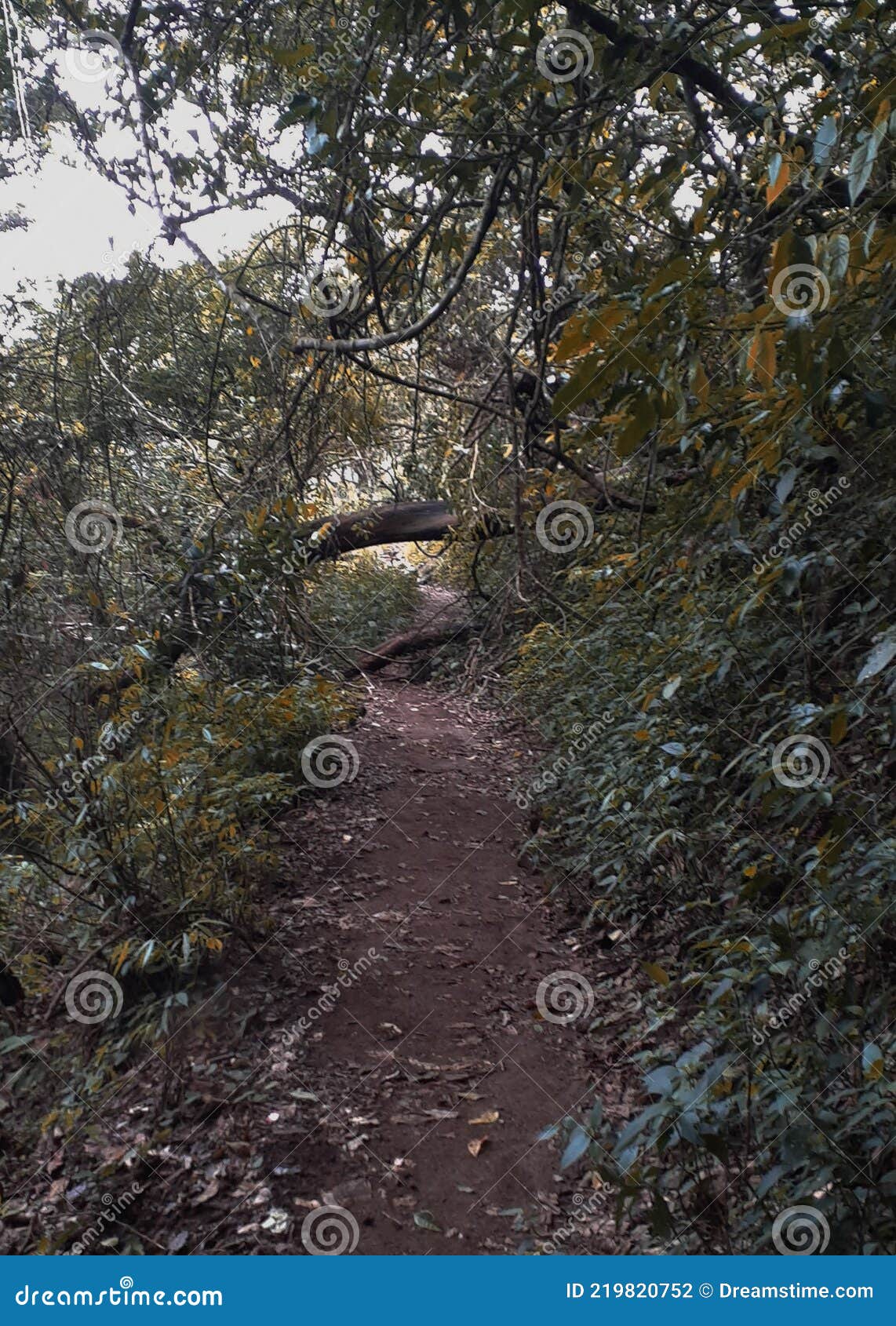 The Route To Climb Mount Ungaran. Stock Photo - Image of route, java ...