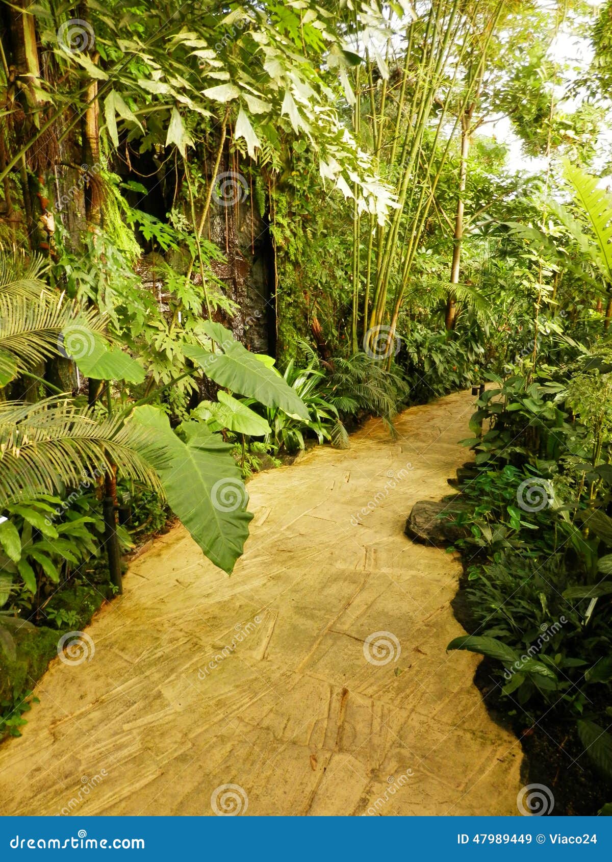 Path Through Rainforest In The Garden Route NP, South Africa Stock ...