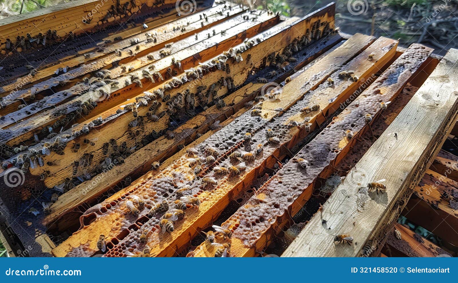 Routine Maintenance of Bee Hives Stock Illustration - Illustration of ...