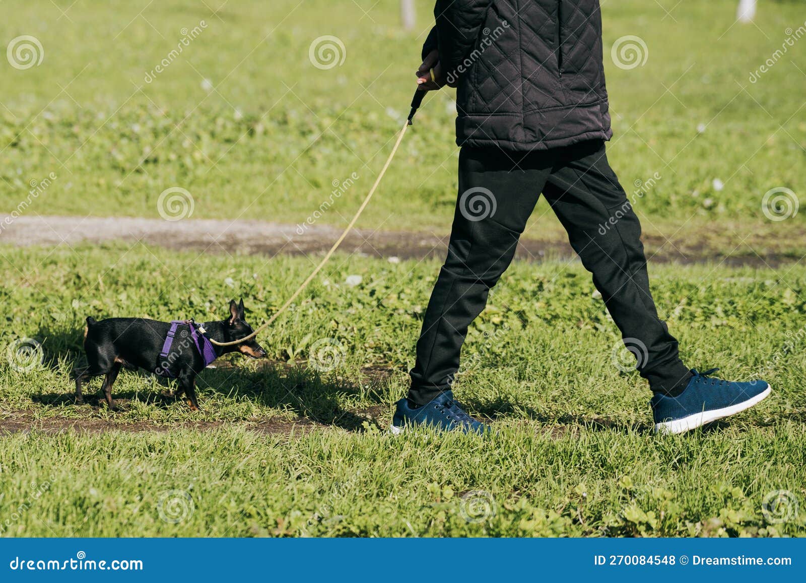 The daily Routine. a Man and His Canine Companion on a Park Walk Stock ...