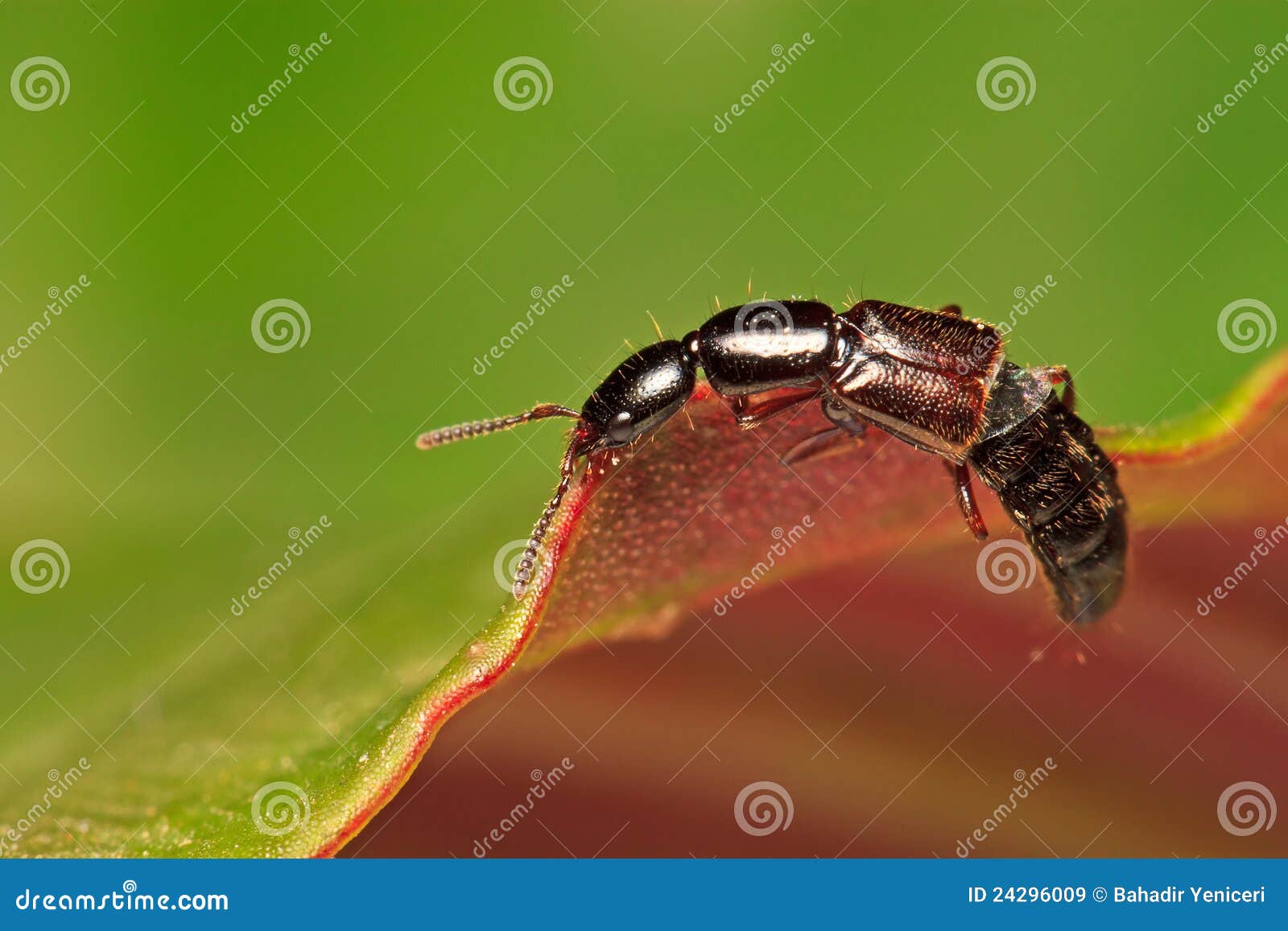 Rove Beetle stock image. Image of green, macro, light - 24296009