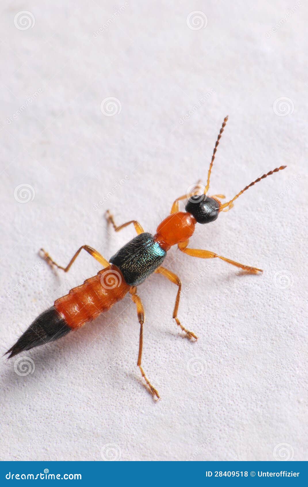 Rove Beetle stock photo. Image of segmented, camouflage - 28409518