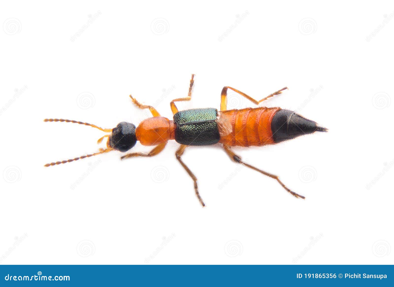 Rove Beetle Insect Isolated on White Background Stock Photo - Image of ...