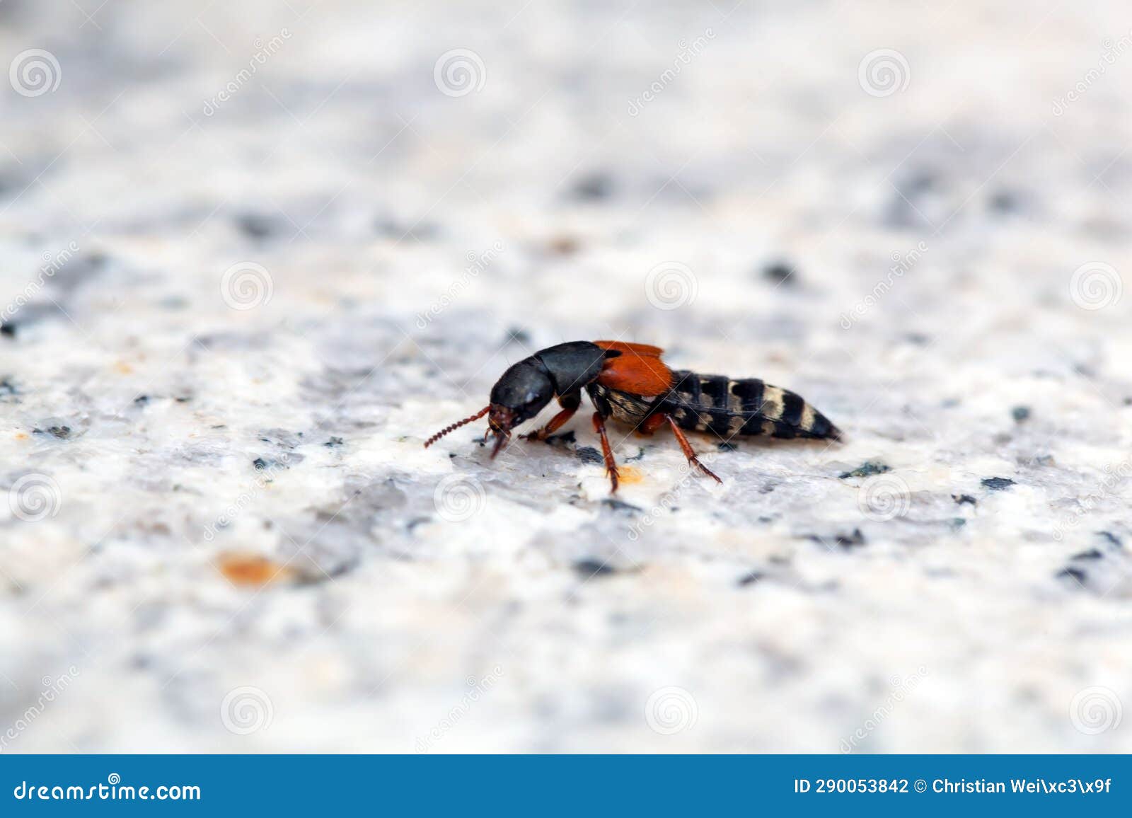 Rove Beetle, Platydracus Stercorarius Stock Photo - Image of close ...