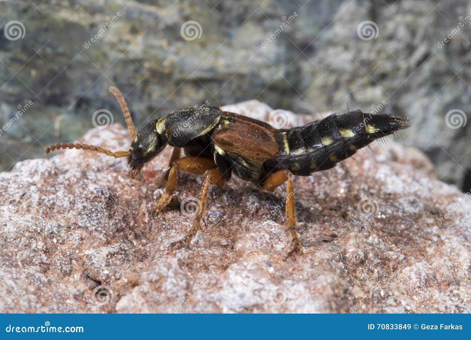 Rove Beetle Staphylinus Caesareus Stock Image - Image of insect, animal ...