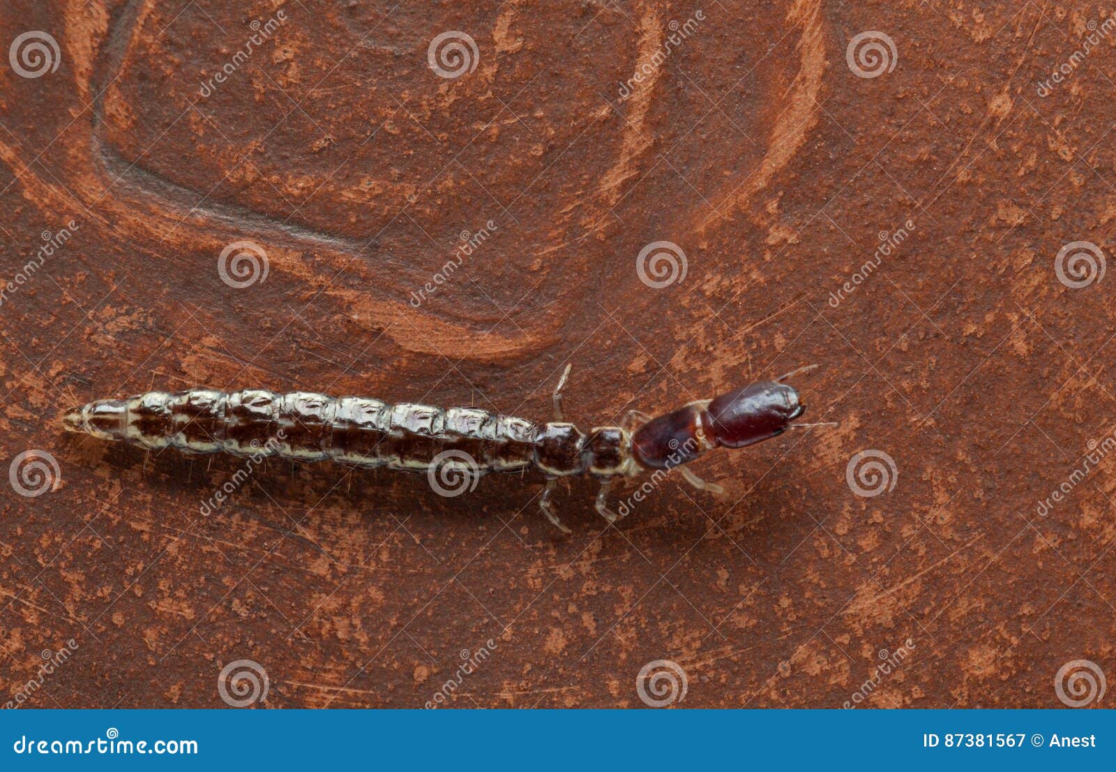 Rove beetle top view stock image. Image of rove, live - 87381567