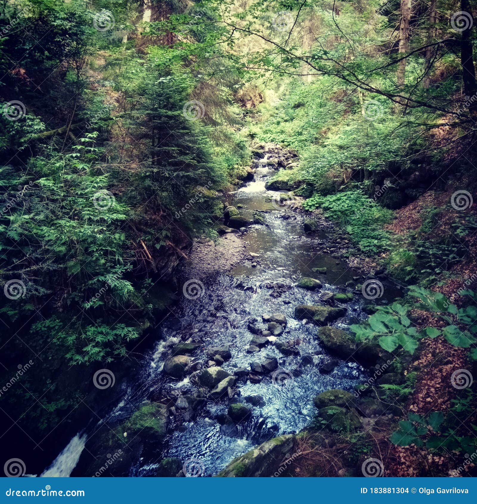 Rovena river in Swarzwald stock photo. Image of nature - 183881304