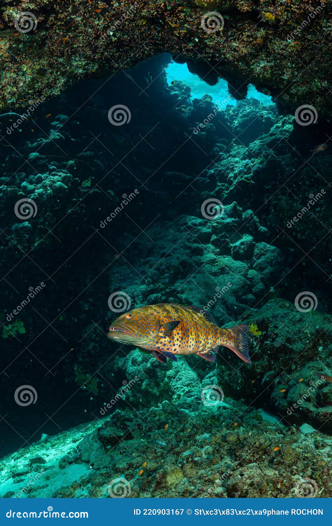 Roving Coralgrouper Fish or Red SEa Coral Cod in a Cave Stock Image ...