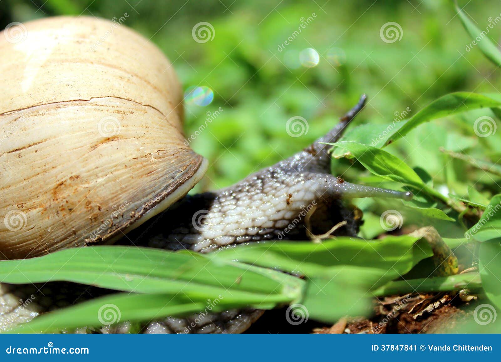 Roving Snail stock image. Image of insect, procrastinator - 37847841