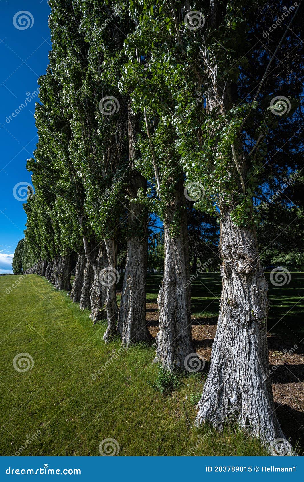 Poplar Trees As Wind Breakers Stock Image - Image of evening, daytime ...