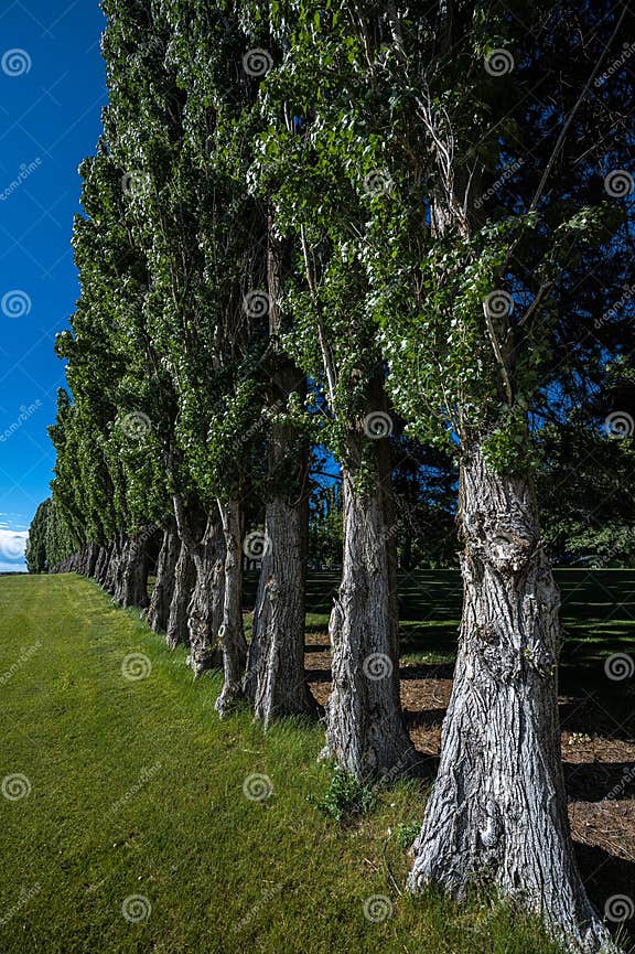 Poplar Trees As Wind Breakers Stock Image - Image of evening, daytime ...