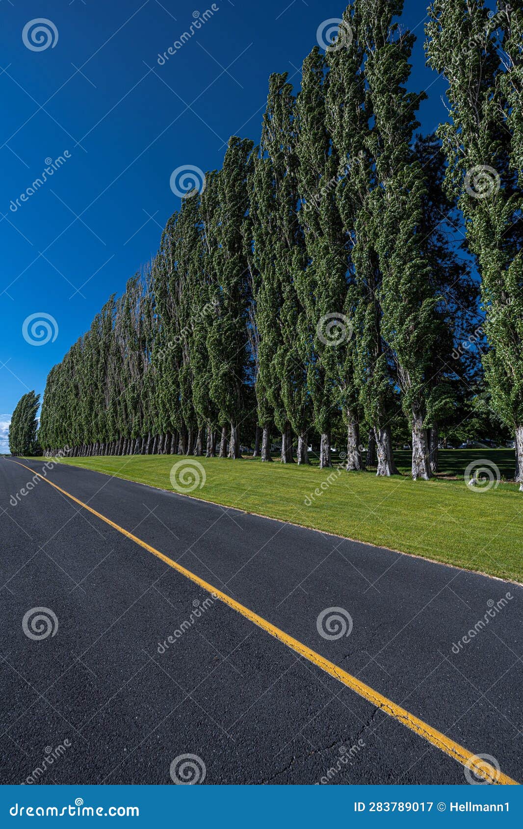 Poplar Trees As Wind Breakers Stock Image - Image of evening, wood ...