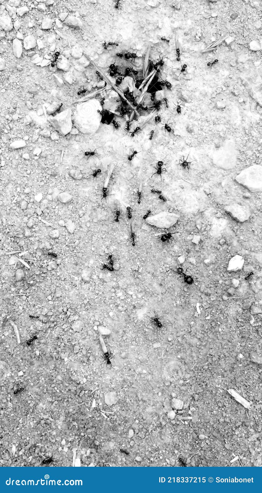 Row of Ants Entering Food in Anthill Stock Image - Image of hard, rail ...