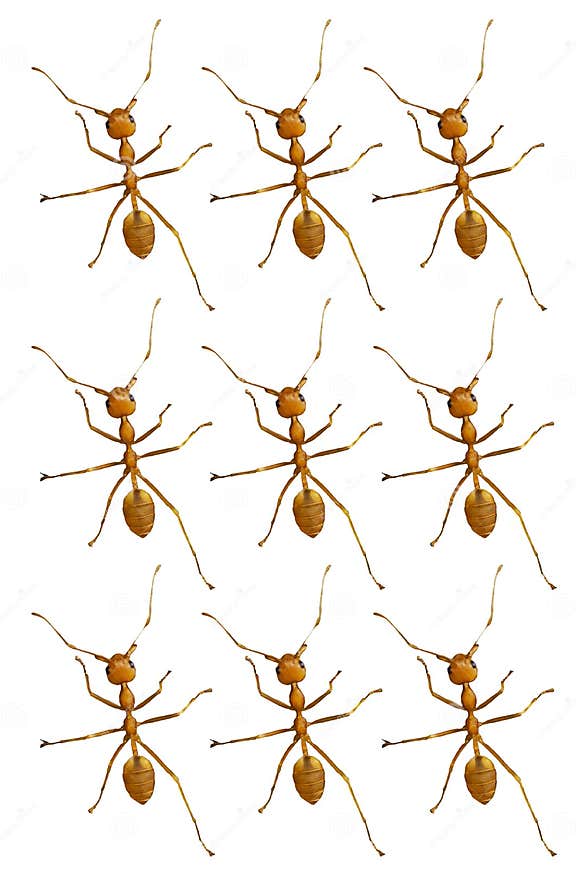 Row of Ants stock photo. Image of nature, isolated, wildlife - 55880856