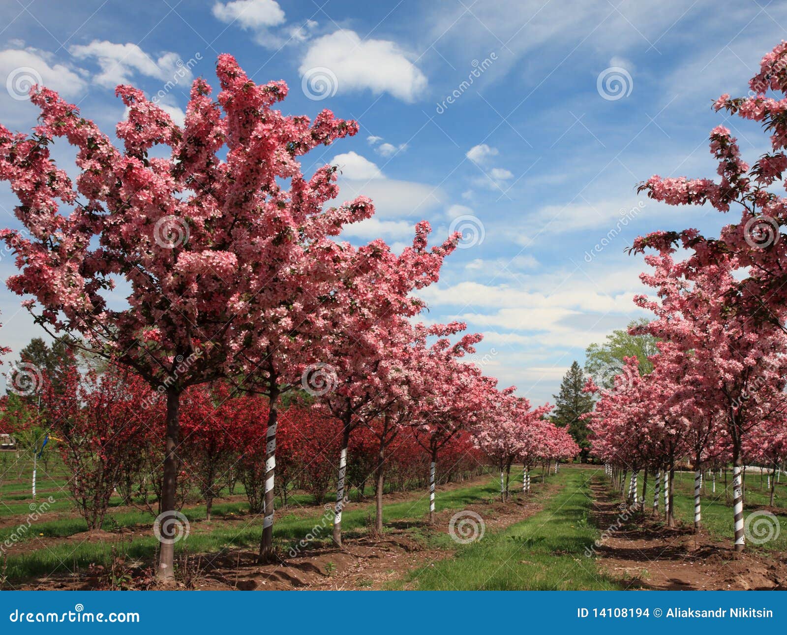 Row of Apple Trees with Flowers Stock Photo - Image of apple, blooming ...