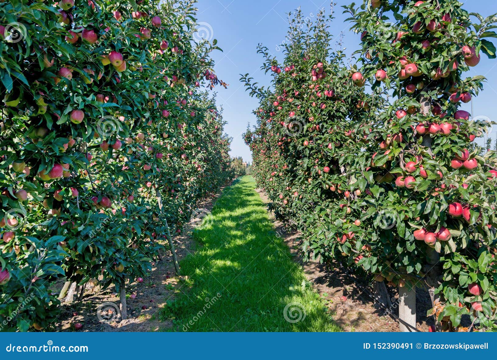 Row of Apple Trees in Apple Orchard Stock Image - Image of countryside ...