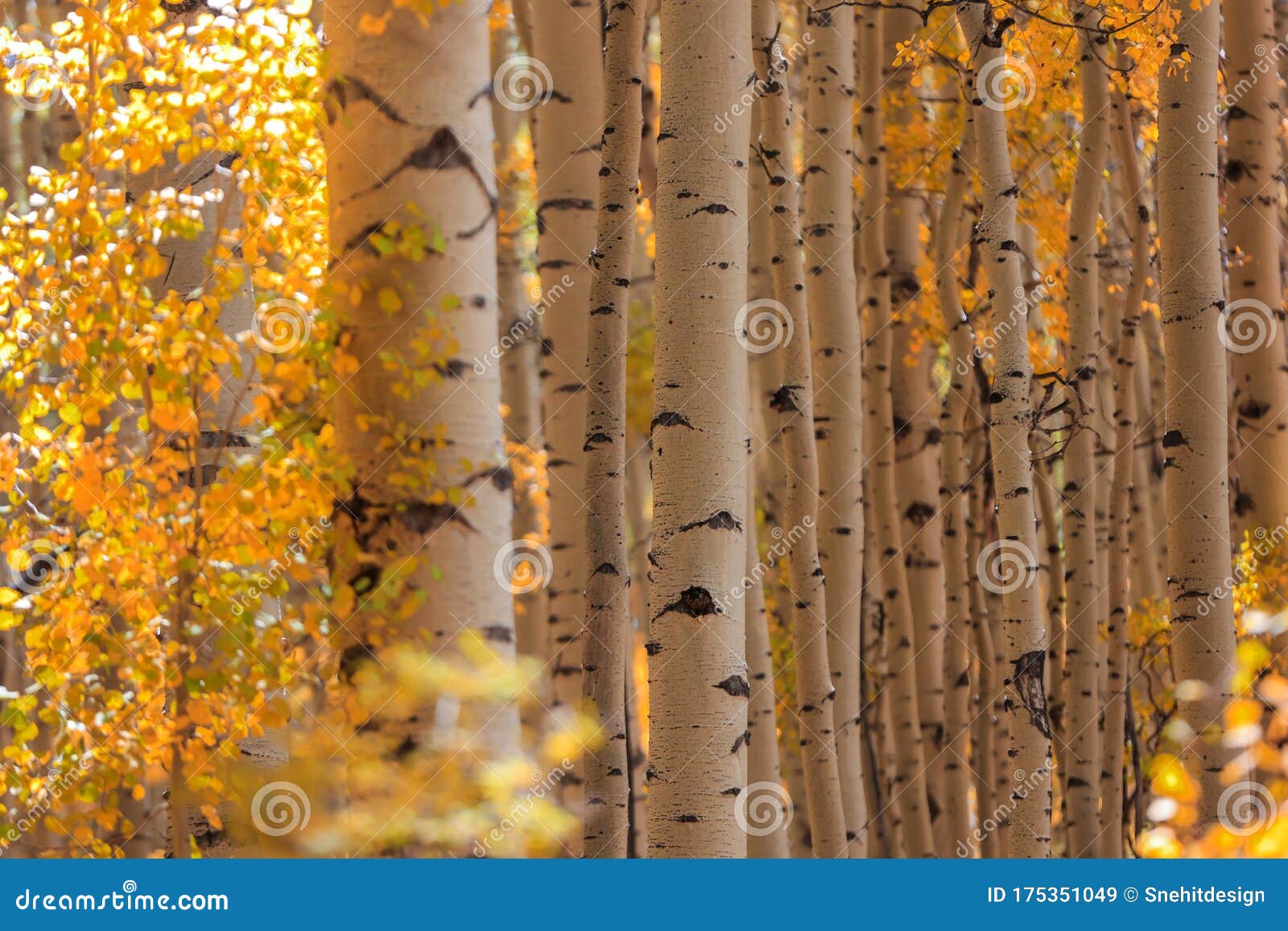 Row of Aspen Trees in Autumn Time Stock Image - Image of rock, conifer ...