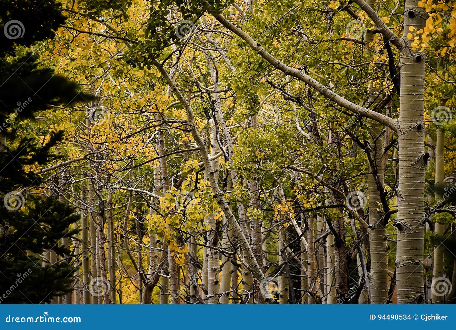 Row of Aspen Trunks stock photo. Image of pines, yellow - 94490534