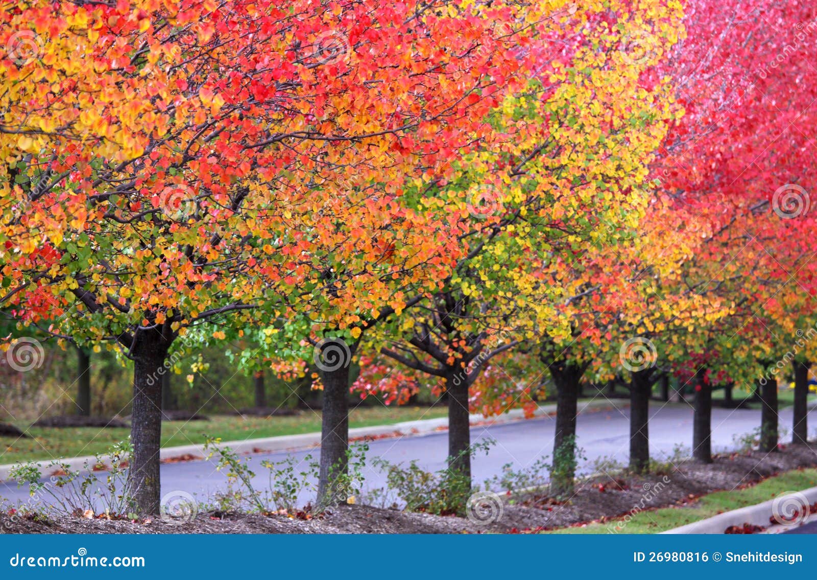 Row of autumn trees stock photo. Image of trees, foggy - 26980816