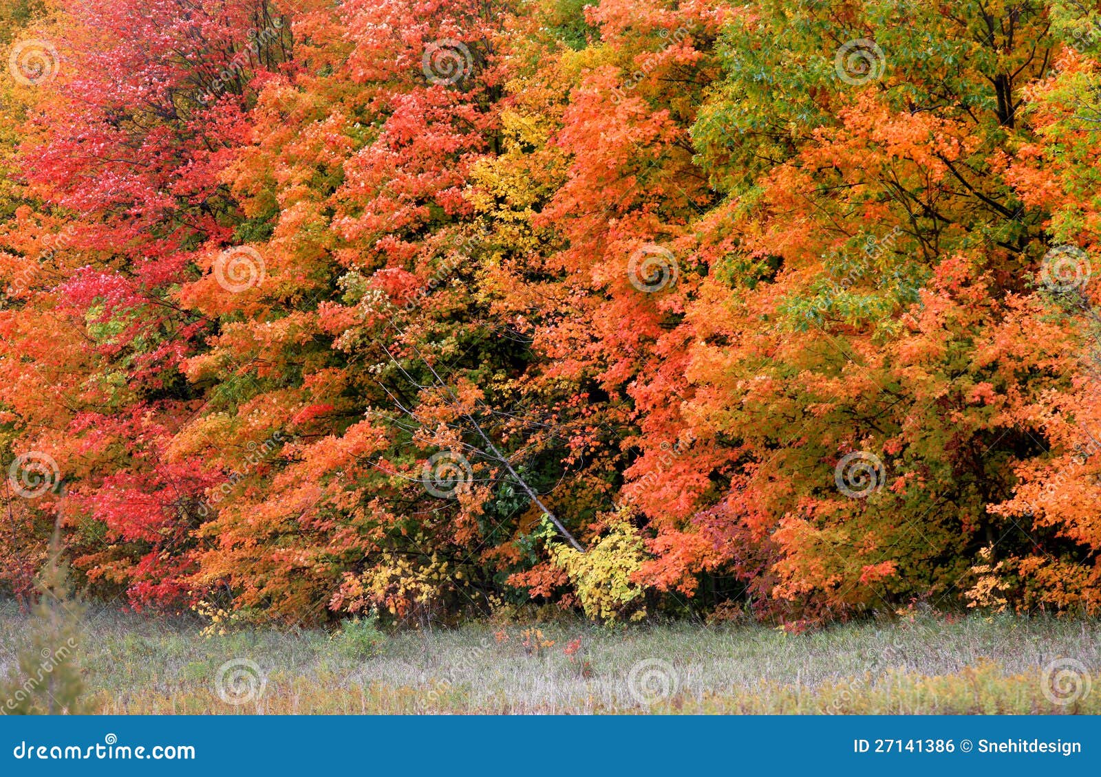 Row of autumn trees stock photo. Image of colors, cover - 27141386